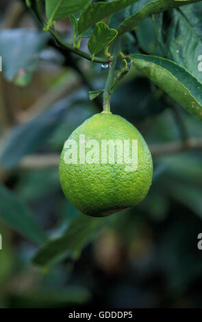 LEMON TREE citrus limonum IN HAWAII Stock Photo - Alamy