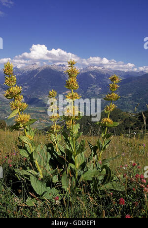 Lutea, Yellow gentian (Gentiana Stock Photo - Alamy