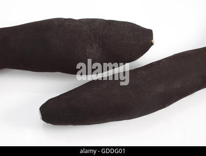 Black Radish, raphanus sativus niger, against White Background Stock ...