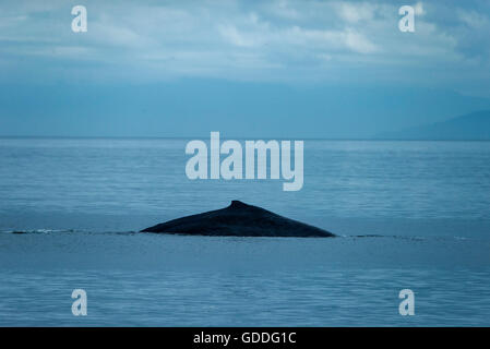 humpback whale,point adolphus,Alaska Stock Photo - Alamy