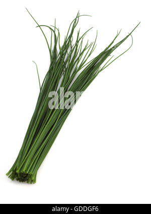 Chives (Allium schoenoprasum Stock Photo - Alamy