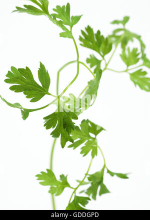 Chervil, anthriscus cerefolium, Aromatic Plant against White Background ...