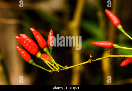 Bird Chilli Pepper, capsicum frutescens, Peru Stock Photo - Alamy