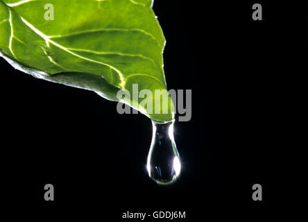 drop of water On the leaf in morning nature beautiful with copy space ...