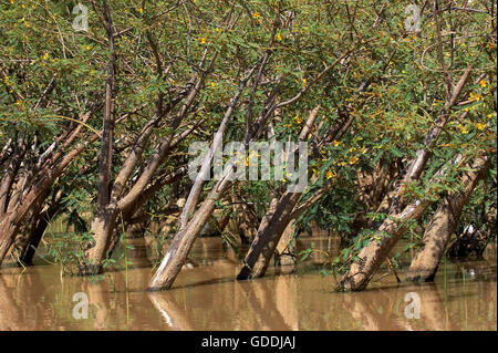 Balsa Wood Tree, aeschynomene elaphroxylon, Trees at Baringo Lake in ...