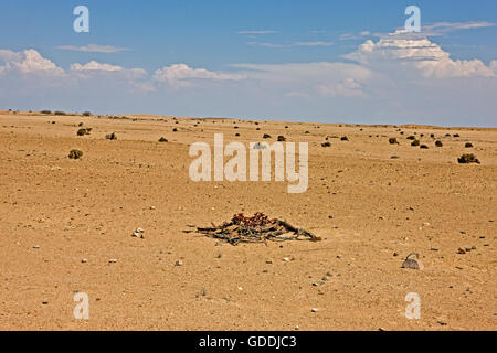 Living fossil plant, Welwitschia mirabilis, Welwitschiaceae, Namib ...