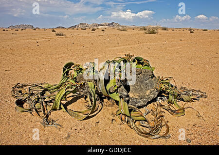 WELWITSCHIA welwitschia mirabilis, NAMIB DESERT IN NAMIBIA Stock Photo ...