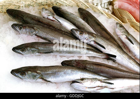 FRESH HAKE ON ICE Stock Photo - Alamy
