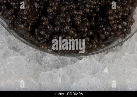 STURGEON'S EGG CAVIAR Stock Photo - Alamy