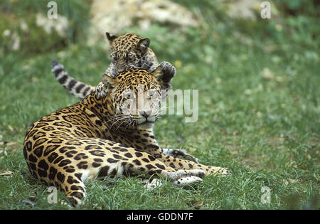 Female Jaguar (Panthera onca) playing with her cub, captive, occurs in ...