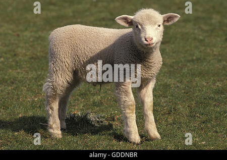 Ile de France Domestic Sheep, a French Breed, Lamb eating Grass Stock ...