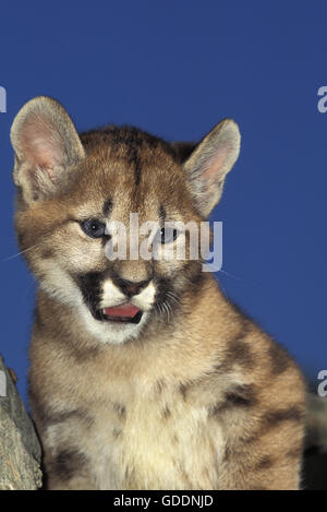 One young adult cougar, Puma concolor, resting on a big branch high up ...