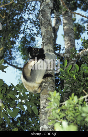 Indri on the tree in Madagascar island. The biggest lemur on Madagascar ...