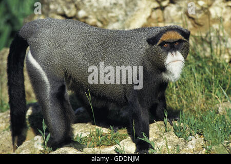 De Brazza's monkey (Cercopithecus neglectus) Captive Stock Photo - Alamy