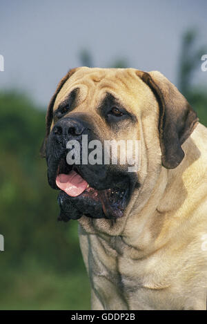 Mastiff Dog, Portrait of Adult Stock Photo - Alamy