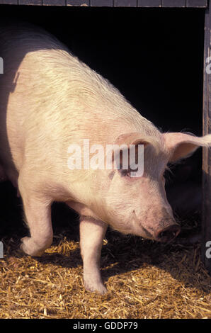Large White pigs in open woodland Stock Photo - Alamy