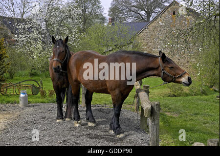 Cob Normand Horse at Farm, a Draft horse Breed from Normandy Stock ...