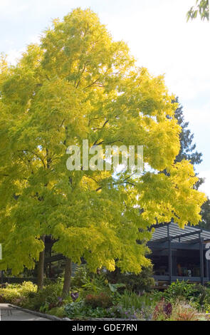 Robinia pseudoacacia ornamental tree in bloom, pink white color purple ...