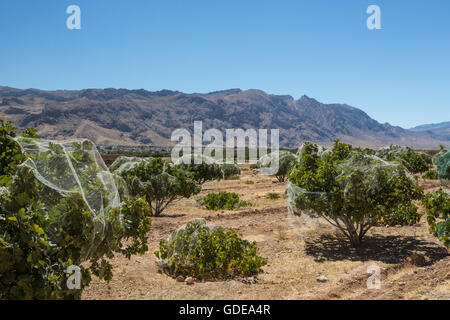 Iran,Near Fasa City,Fig tree plantation Stock Photo - Alamy