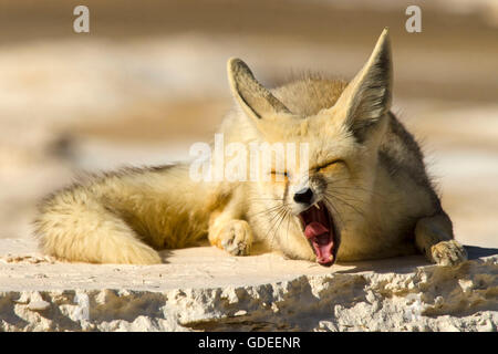 Arabian red fox or Fennec fox or desert fox, cute little fox and tiny ...