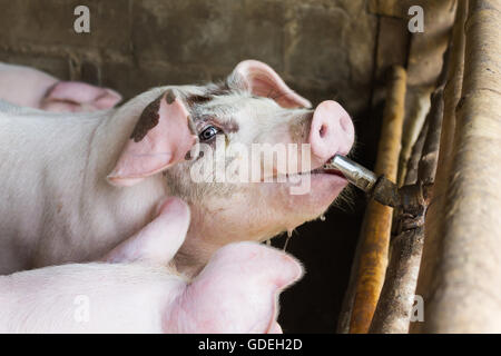 Close up pig absorb water from faucet Stock Photo - Alamy