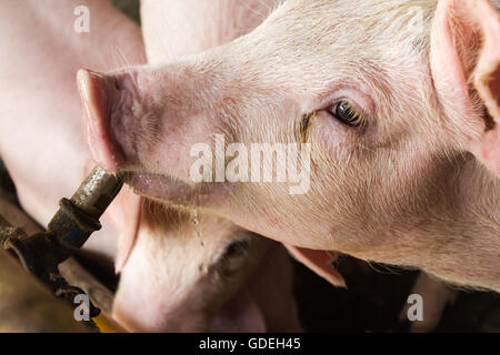 Close up pig absorb water from faucet Stock Photo - Alamy