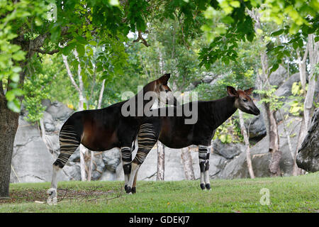 Side view of an Okapi standing in a funny position, Okapia johnstoni ...