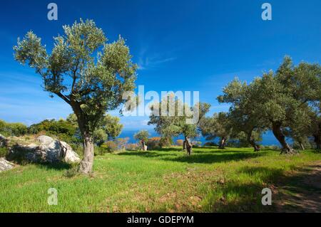 Sa Foradada near Valldemossa, Mallorca, Majorca, Balearic Islands ...