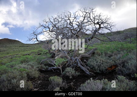 Juniper tree grove, El Hierro, Canary Islands, Spain Stock Photo - Alamy