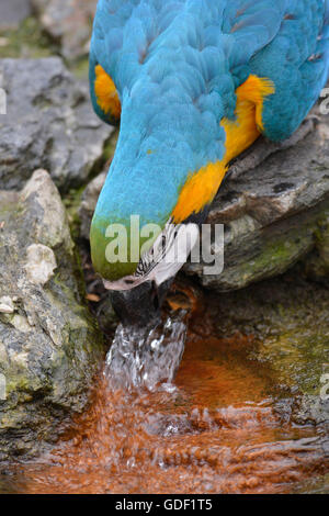 A vertical shot of a Blue-and-yellow Macaw bird perched on a feeder ...