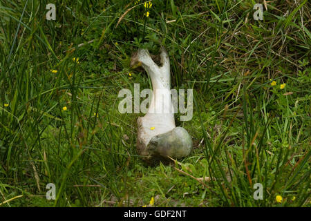 Injured sheep in field of green grass with bucket over head to prevent ...