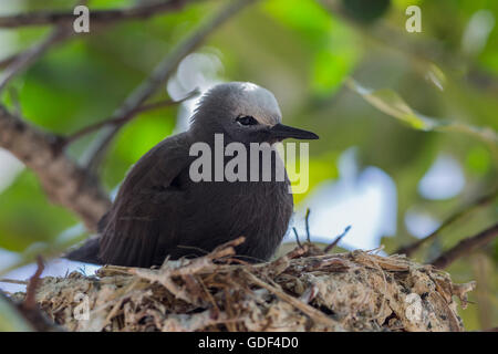 Lesser Noddy (Anous tenuirostris) incubating chick on its nest ...