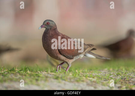 Seychelles Turtle Dove Streptopelia picturata rostrata Feeding on ...
