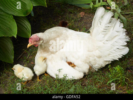 Mother hen with chicks under her wing Stock Photo - Alamy