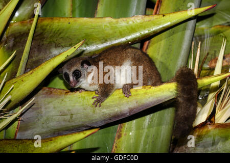 Greater dwarf lemur (Cheirogaleus major), also known as the Geoffroy's ...