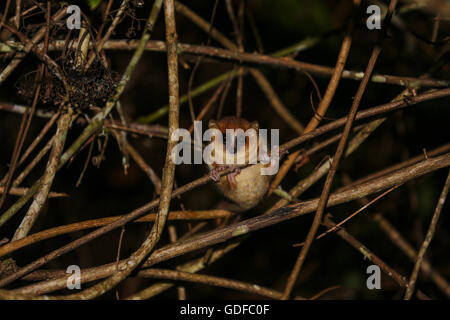 Goodman's mouse lemur (Microcebus lehilahytsara) from Andasibe NP ...