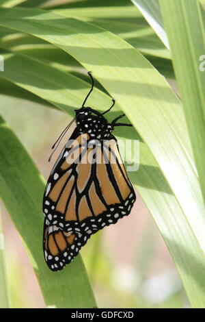 A monarch butterfly and its caterpillar stage, captured in delicate ...
