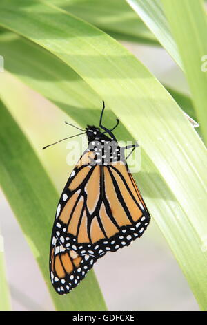A monarch butterfly and its caterpillar stage, captured in delicate ...