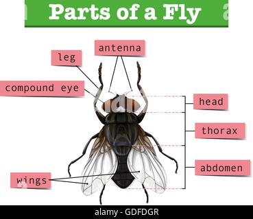 Diagram showing parts of fly Stock Vector Image & Art - Alamy