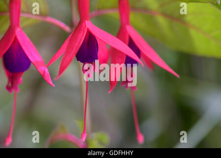 Beautiful and Colourful purple Hardy Fuchsia (Fuchsia magellanica Stock ...