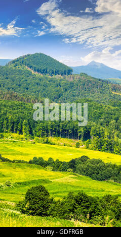 Summer landscape with mountainous forest and pine trees. Pyrenees ...