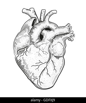 Hand drawn human heart muscle and blood vessels in vintage engraving ...