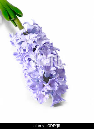 bright magenta hyacinth isolated on white background Stock Photo - Alamy