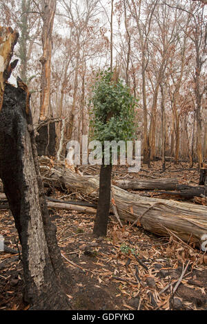 Eucalyptus forest regrowing after forest fire Stock Photo - Alamy