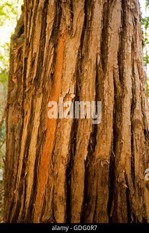 Eucalyptus microcorys Eucalyptus microcorys Stock Photo - Alamy