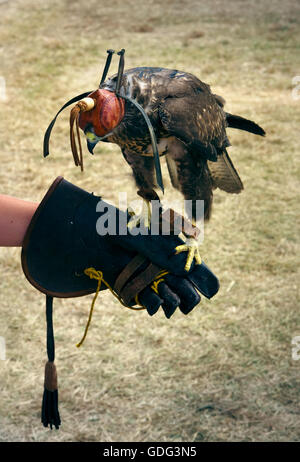 Trained falcon sitting at historical event indoors in leather hood on ...