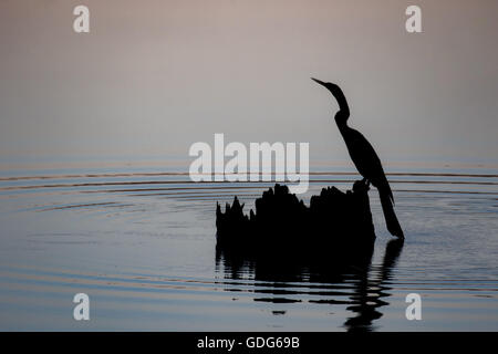 An anhinga silhouette Stock Photo - Alamy