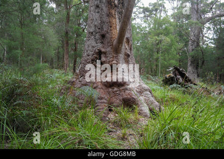 Giant red tingle trees, old man of the forest in Western Australia ...