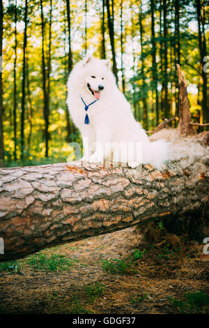 Samoyed white dog is sitting in the winter forest Stock Photo - Alamy