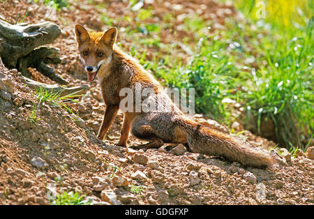 Entrance of a fox burrow Stock Photo - Alamy